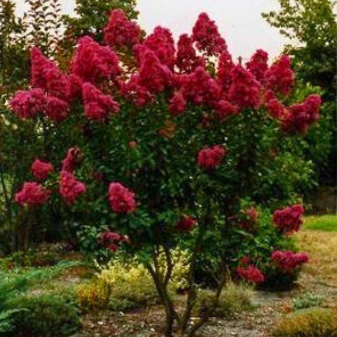 Cherokee Crape Myrtle: Lush Wine-red Color Perfect for Hedges and Borders - Etsy