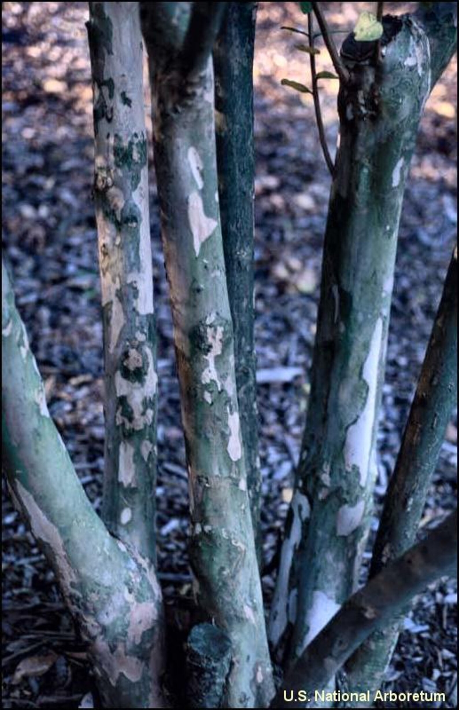 Comanche Crape Myrtle: Majestic Dark Coral Pink Blooms - Etsy