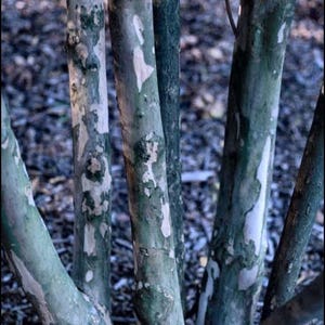 Comanche Crape Myrtle: Majestic Dark Coral Pink Blooms - Etsy
