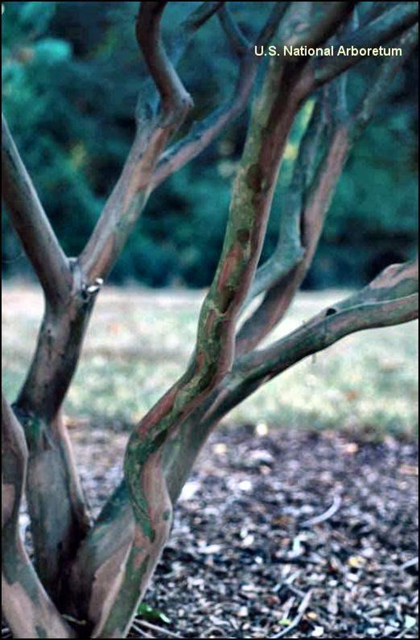 Yuma Crape Myrtle: Elegant Lavender-blue Blooms for Your Landscape - Etsy