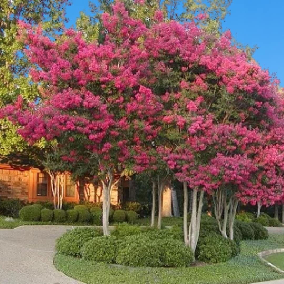 Tuskegee Crape Myrtle: Bright Watermelon Pink Blooms on a Fast Growing ...