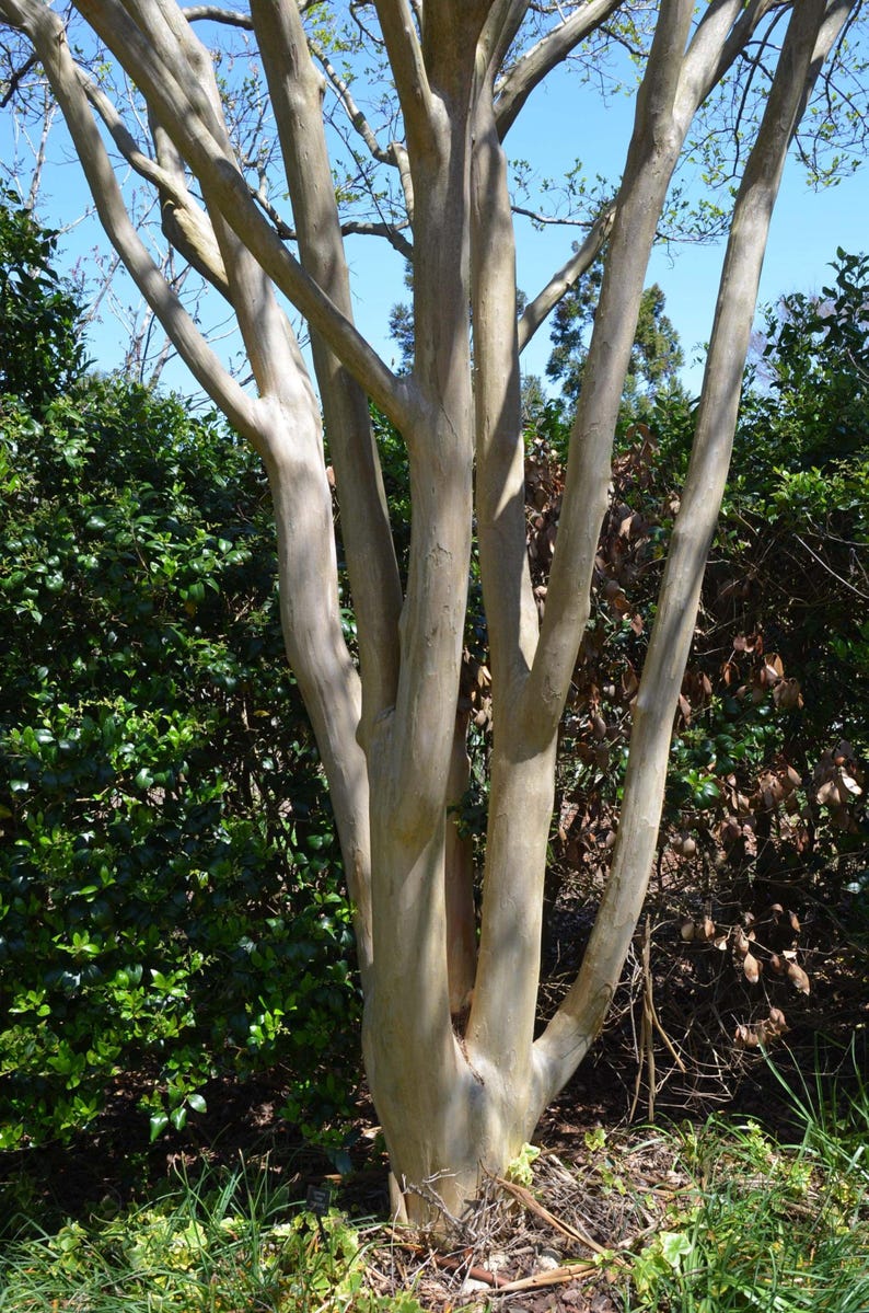 Royalty Crape Myrtle: Royal Purple Flowers in a Manageable Small Tree ...