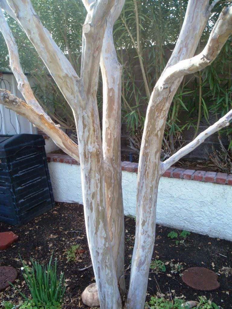 Bashams Party Pink Crape Myrtle: Rapid Growth With Delicate Pink Blooms ...
