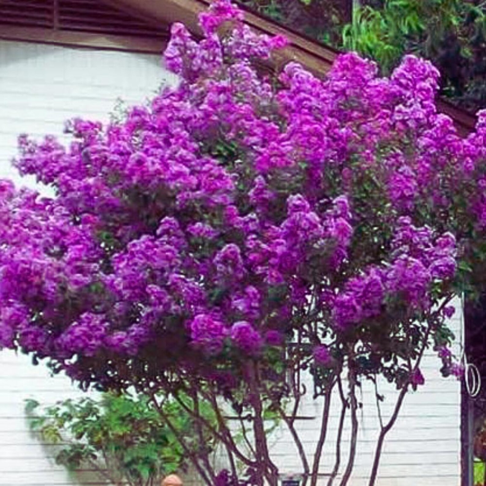 Royalty Crape Myrtle: Royal Purple Flowers in a Manageable Small Tree ...