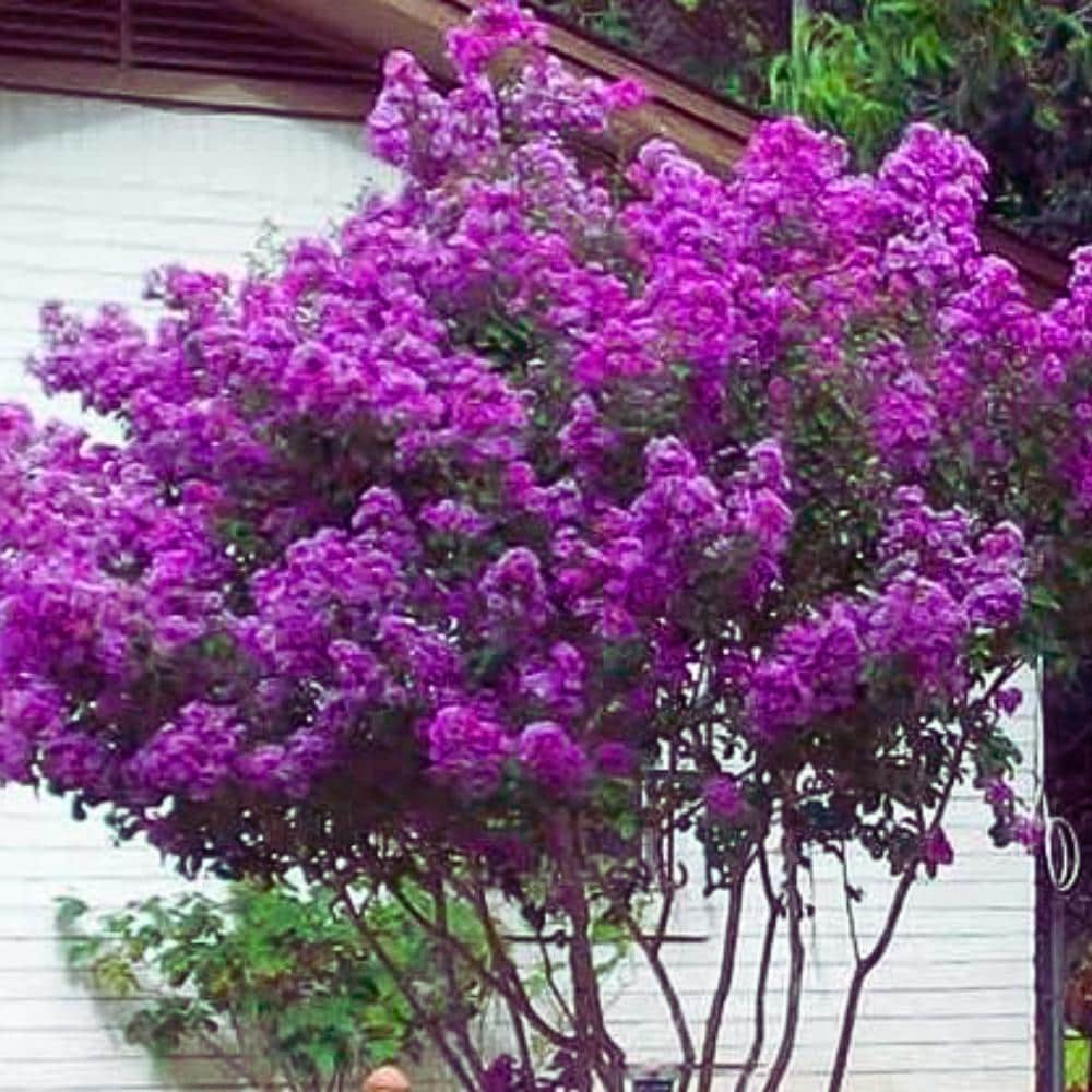 Royalty Crape Myrtle: Royal Purple Flowers in a Manageable Small Tree ...