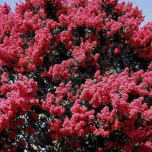 Tuscarora Crape Myrtle: Vibrant Watermelon Red Blooms and Exceptional ...