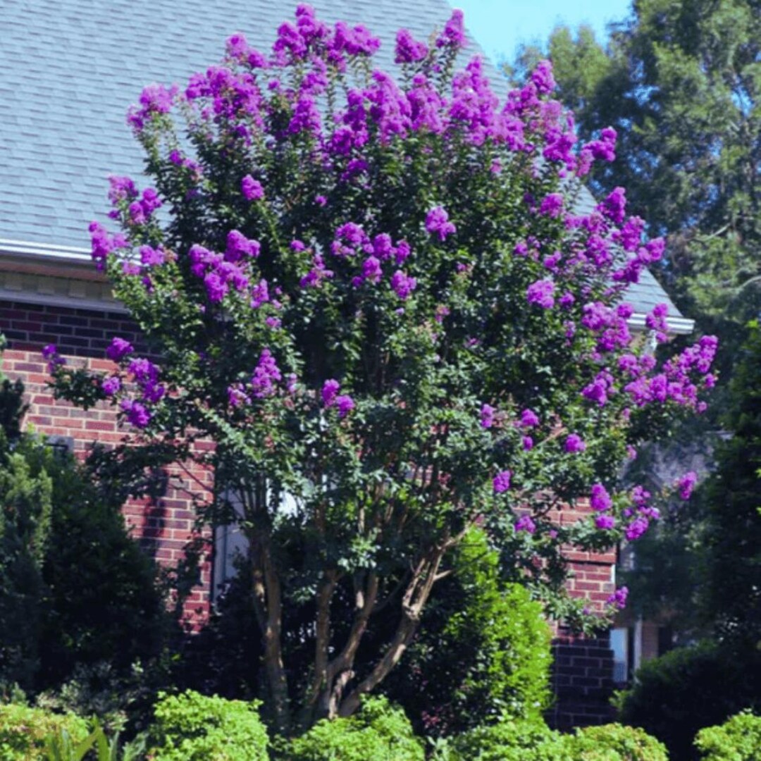 Miss Gail Crape Myrtle: Elegant Dark Purple Blooms on an Upright Tree ...