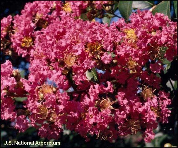Comanche Crape Myrtle: Majestic Dark Coral Pink Blooms - Etsy