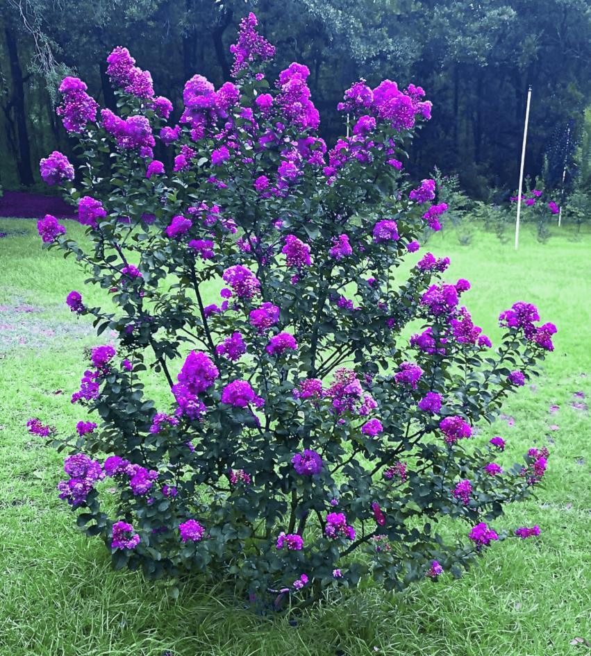 Blue Amethyst™ Crape Myrtle: True Darkest Purple Flowers Available - Etsy