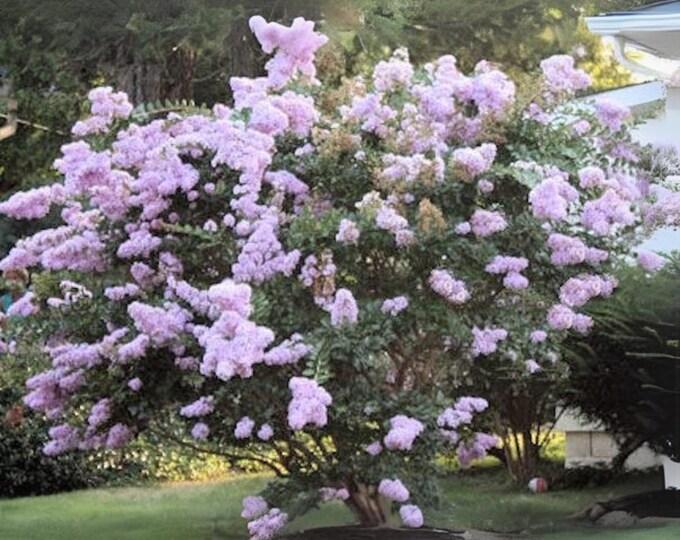 2 Crape Myrtle Muskogee - Etsy