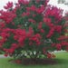 Cherokee Crape Myrtle: Lush Wine-red Color Perfect for Hedges and ...