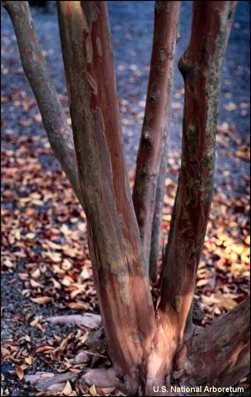 Biloxi Crape Myrtle: Fast-growing Shade Tree With Delicate Baby Pink ...