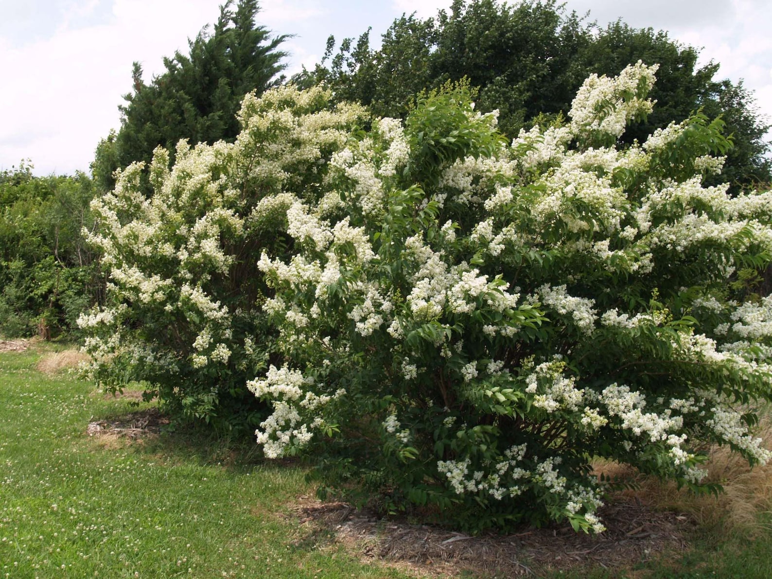 Kiowa Crape Myrtle: Compact Elegance for Landscape Privacy Hedges and ...