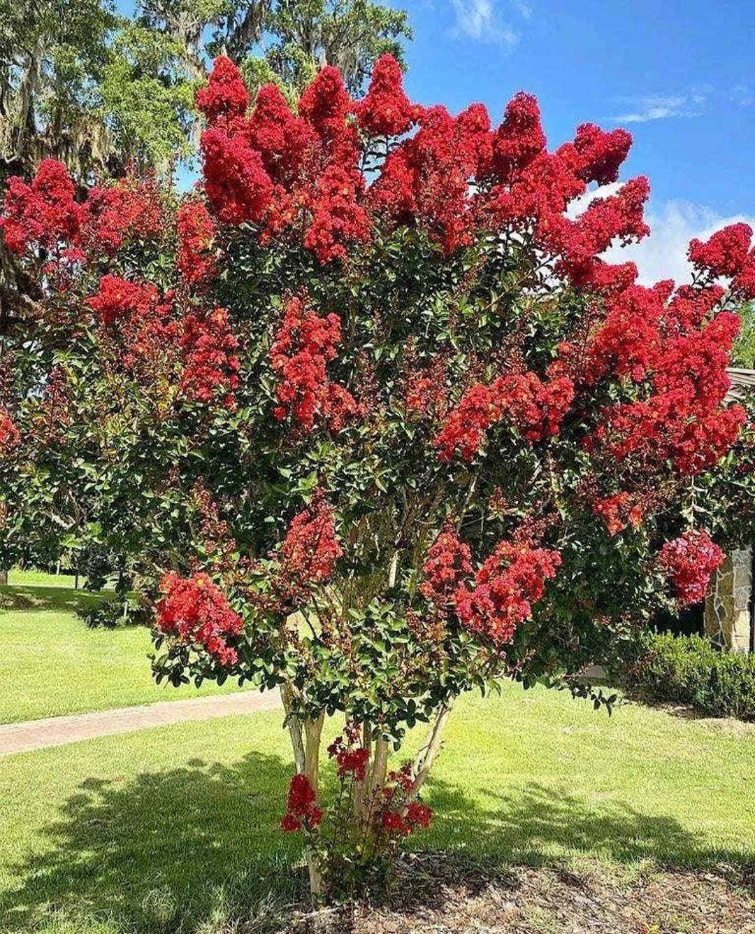 Miss Francis Crape Myrtle: Fast-growing Elegance and Striking Red ...
