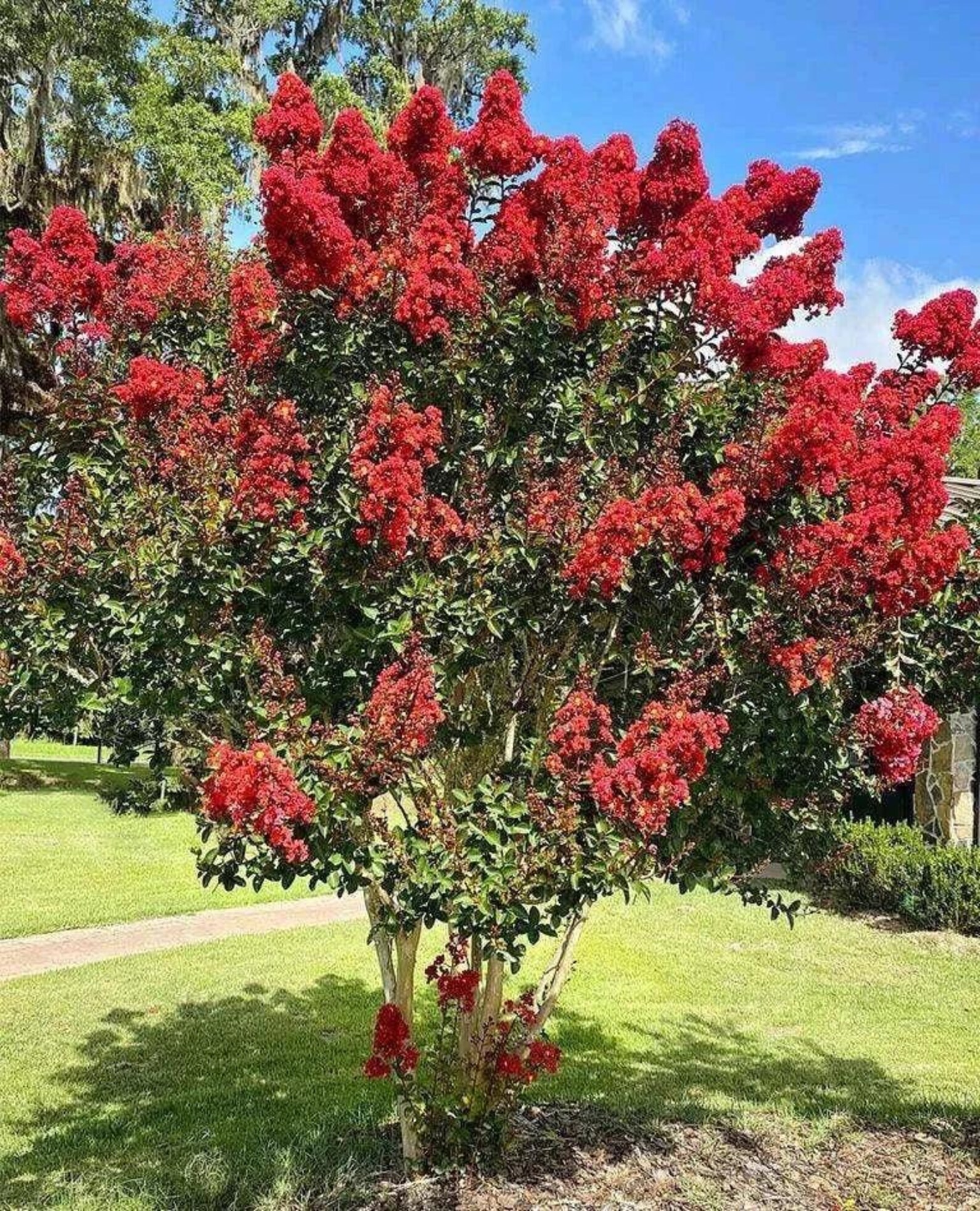 Miss Francis Crape Myrtle: Fast-growing Elegance and Striking Red ...
