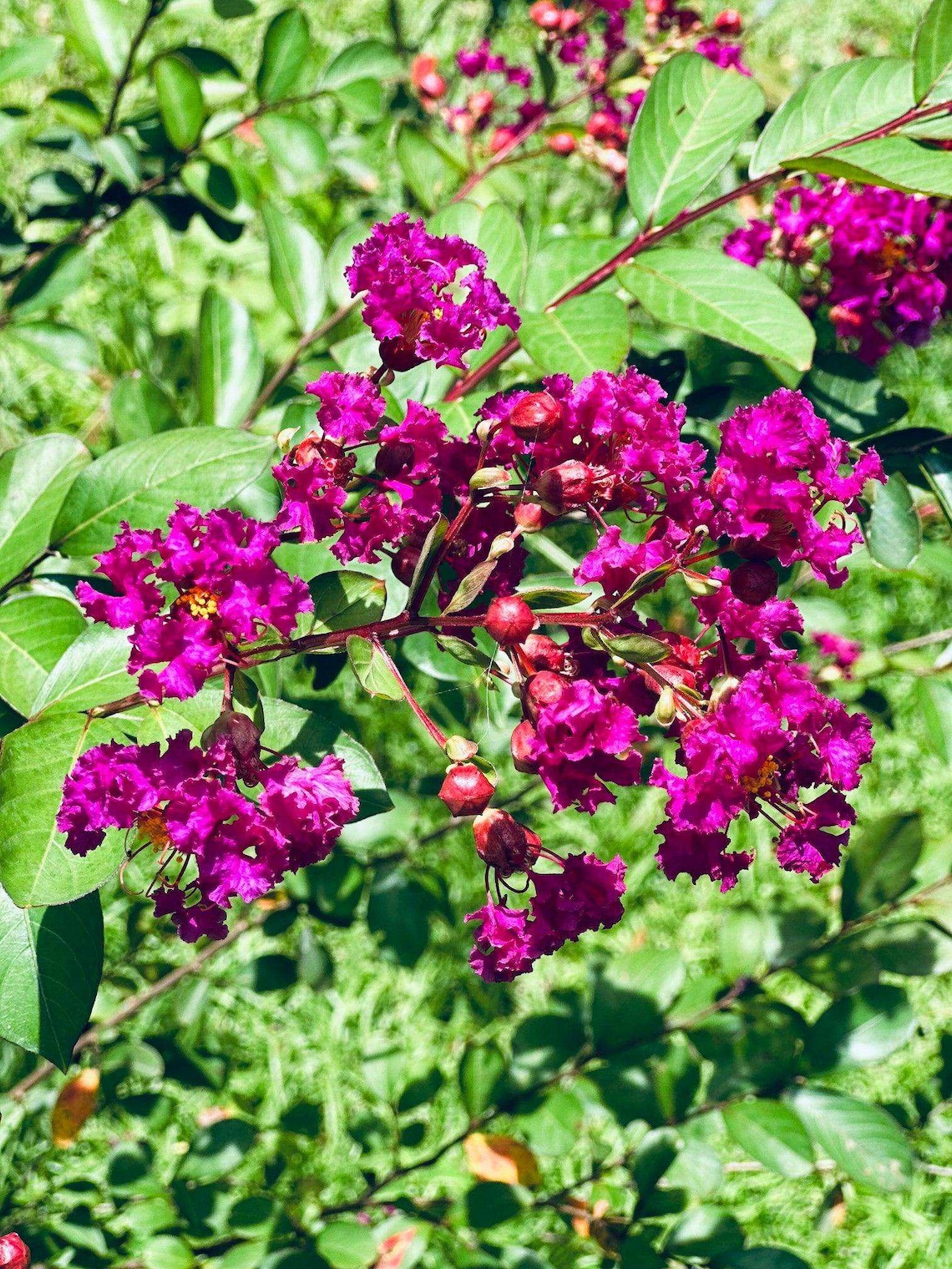 Purple Velvet Crape Myrtle: Dark Purple Flowers With a Distinct Fuchsia ...