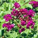 Purple Velvet Crape Myrtle: Dark Purple Flowers With a Distinct Fuchsia ...
