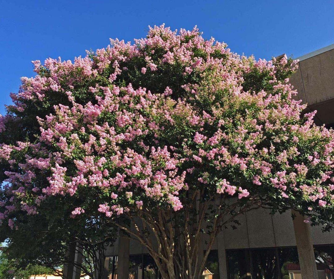 Biloxi Crape Myrtle: Fast-growing Shade Tree With Delicate Baby Pink ...