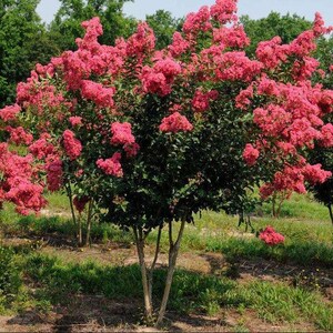 Tuskegee Crape Myrtle: Bright Watermelon Pink Blooms on a Fast Growing ...