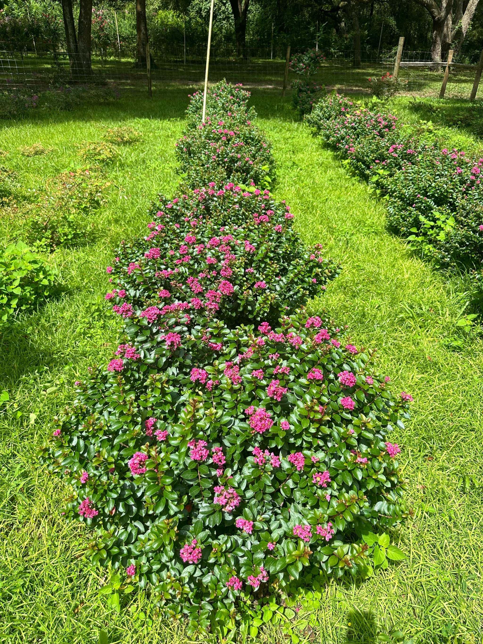 Pokomoke Crape Myrtle: A Bushy Miniature With Dark Rose Pink Flowers ...
