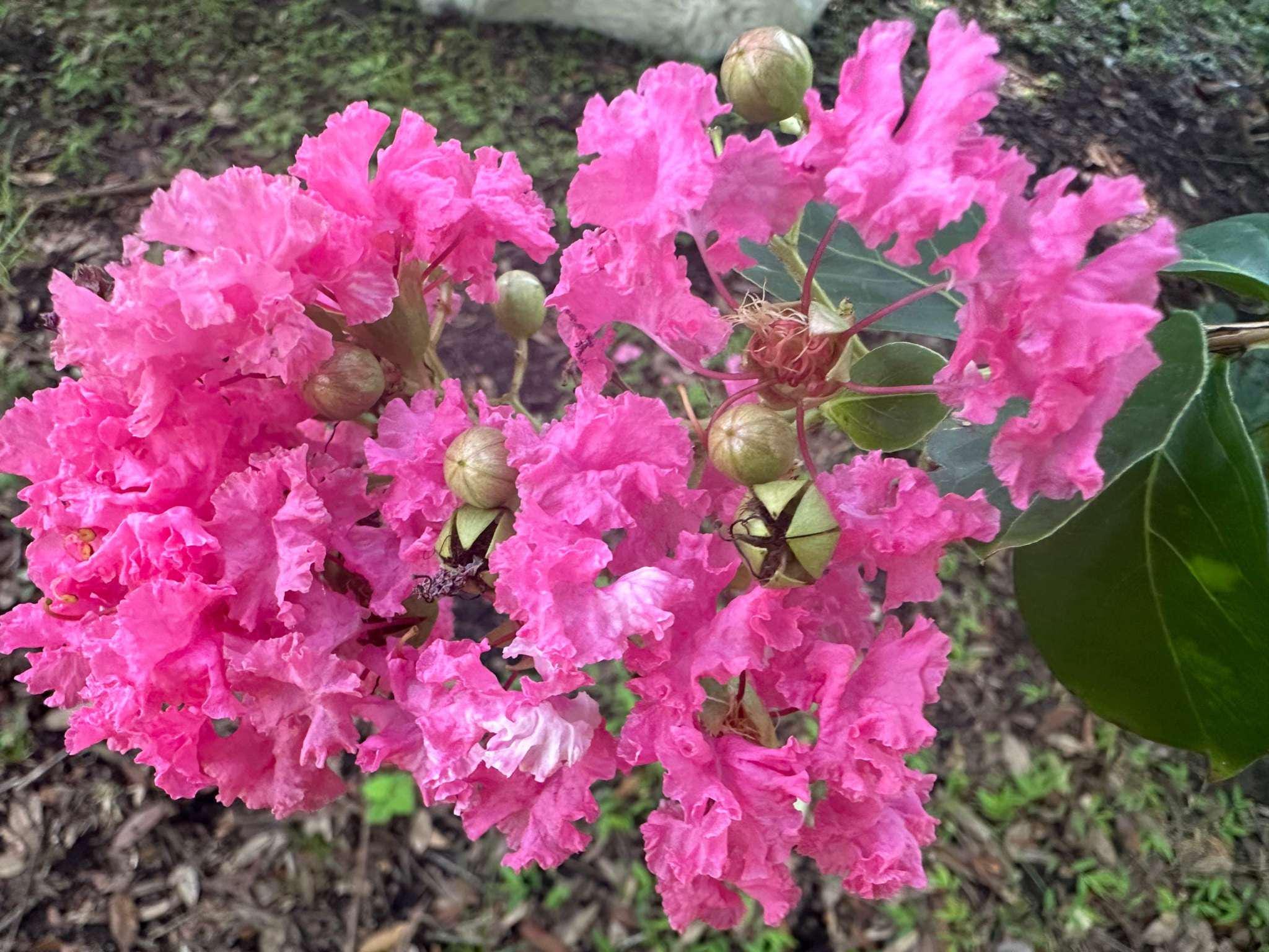 Seminole Crape Myrtle: Dynamic Color and Unique Beauty for Your ...
