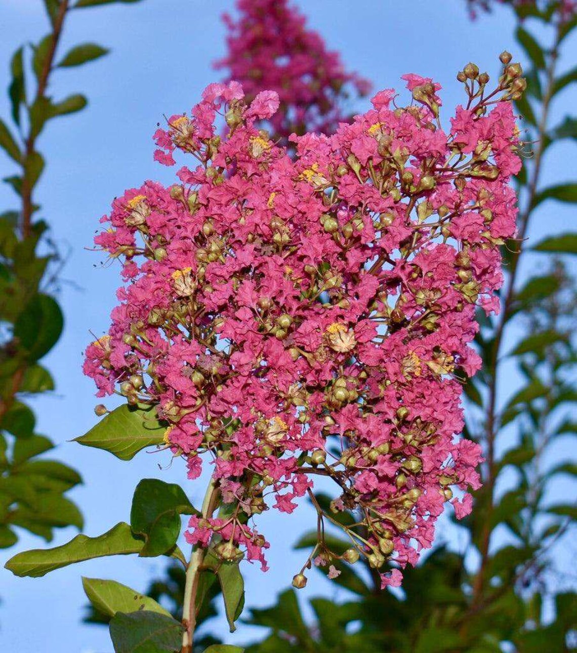 Comanche Crape Myrtle: Majestic Dark Coral Pink Blooms - Etsy