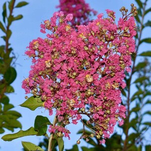 Comanche Crape Myrtle: Majestic Dark Coral Pink Blooms - Etsy