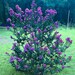 Blue Amethyst™ Crape Myrtle: True Darkest Purple Flowers Available - Etsy