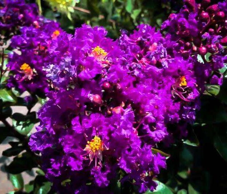 Blue Amethyst™ Crape Myrtle: True Darkest Purple Flowers Available - Etsy
