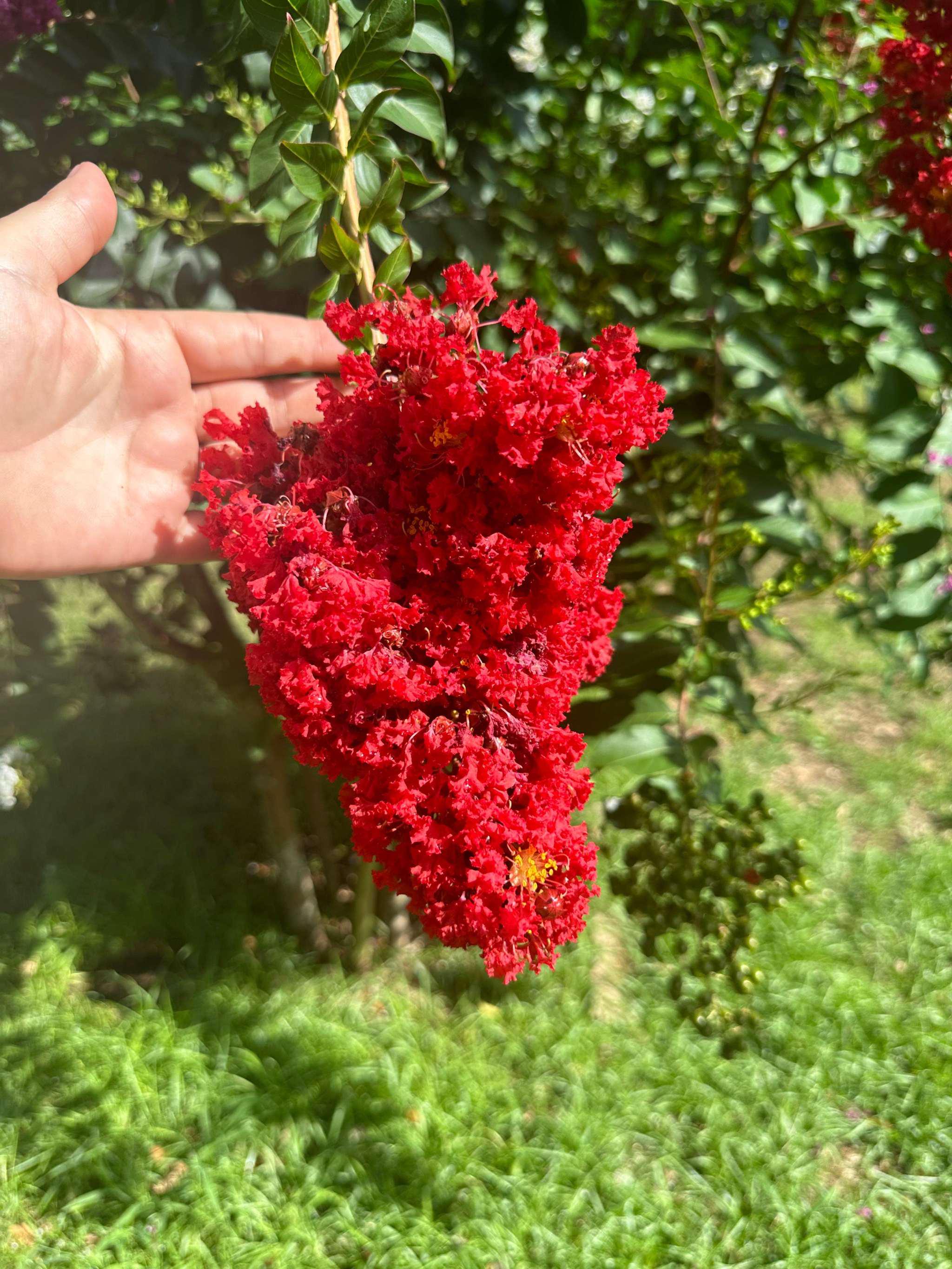 Miss Francis Crape Myrtle: Fast-growing Elegance and Striking Red ...