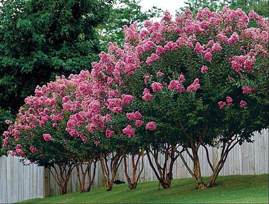 Hopi Crape Myrtle: Vibrant, Fragrant Blooms for Your Landscape ...