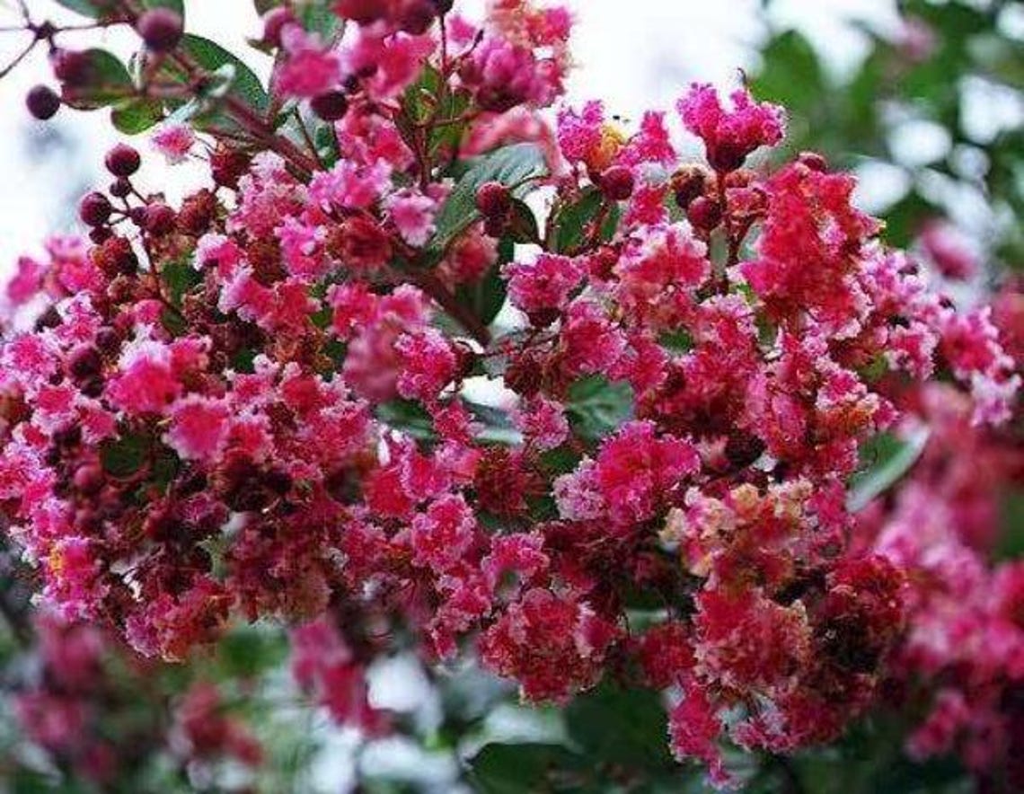 Queens Lace Crape Myrtle: Rare Beauty and Striking Red & White Colors ...