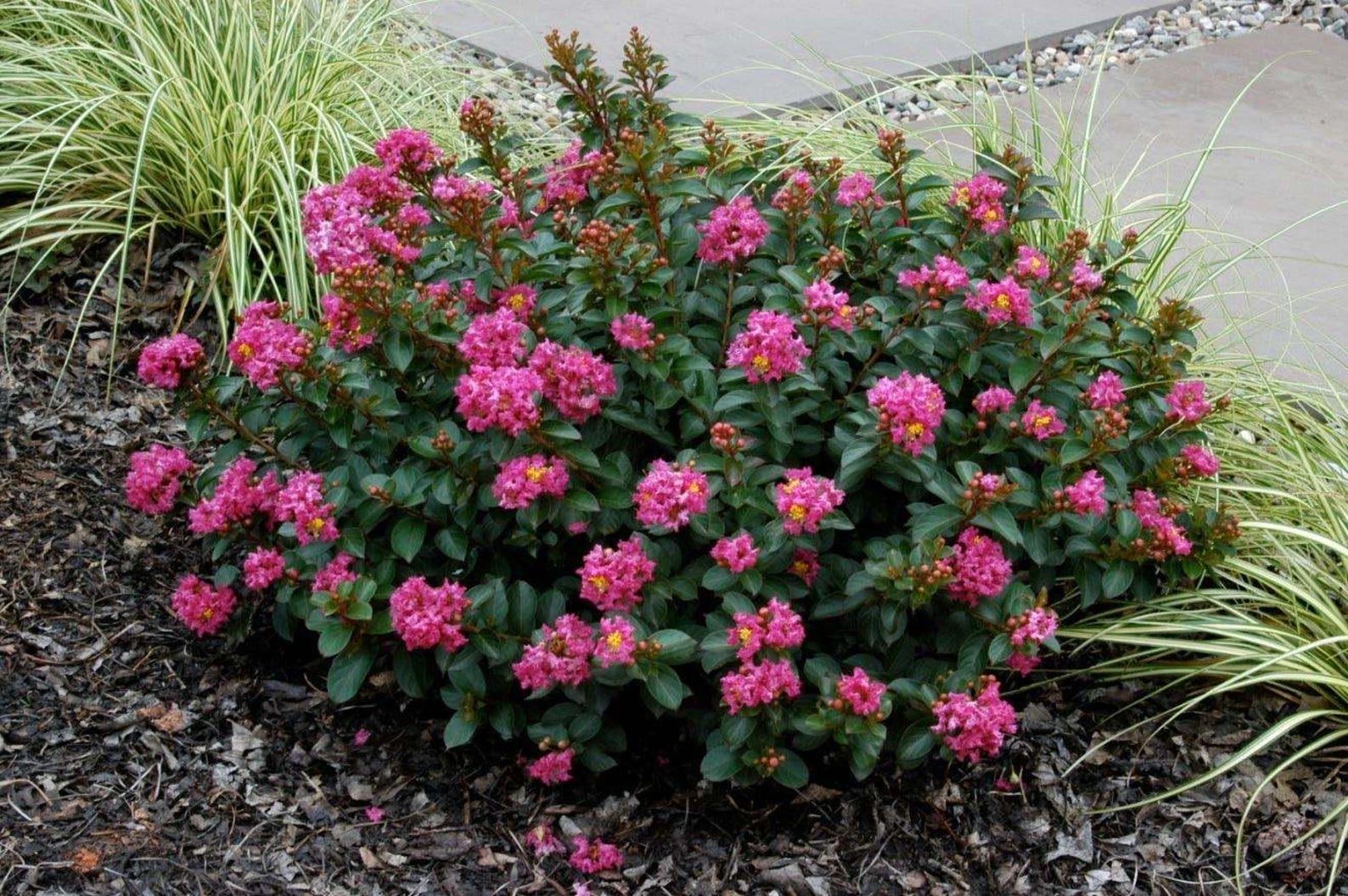 Pokomoke Crape Myrtle: A Bushy Miniature With Dark Rose Pink Flowers ...