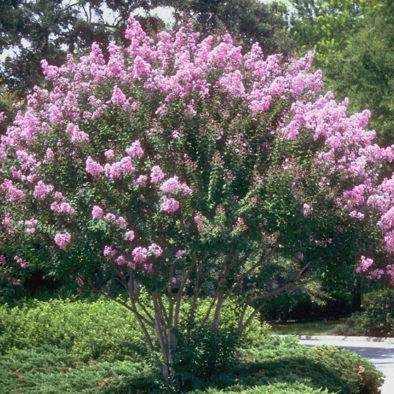 Dwarf Crape Myrtle - Etsy