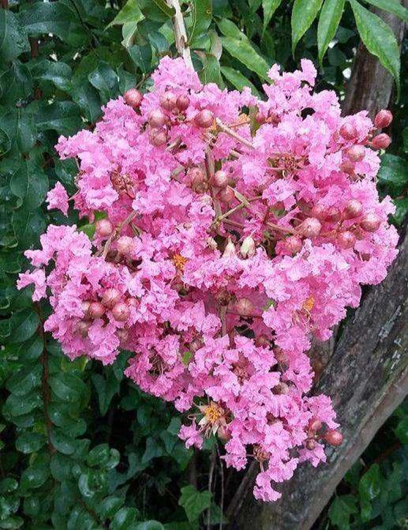 Biloxi Crape Myrtle: Fast-growing Shade Tree With Delicate Baby Pink ...