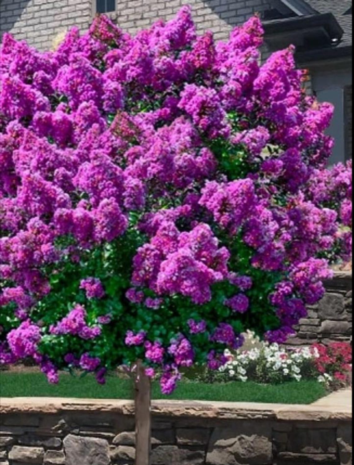 Royalty Crape Myrtle: Royal Purple Flowers in a Manageable Small Tree ...