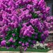 Royalty Crape Myrtle: Royal Purple Flowers in a Manageable Small Tree ...