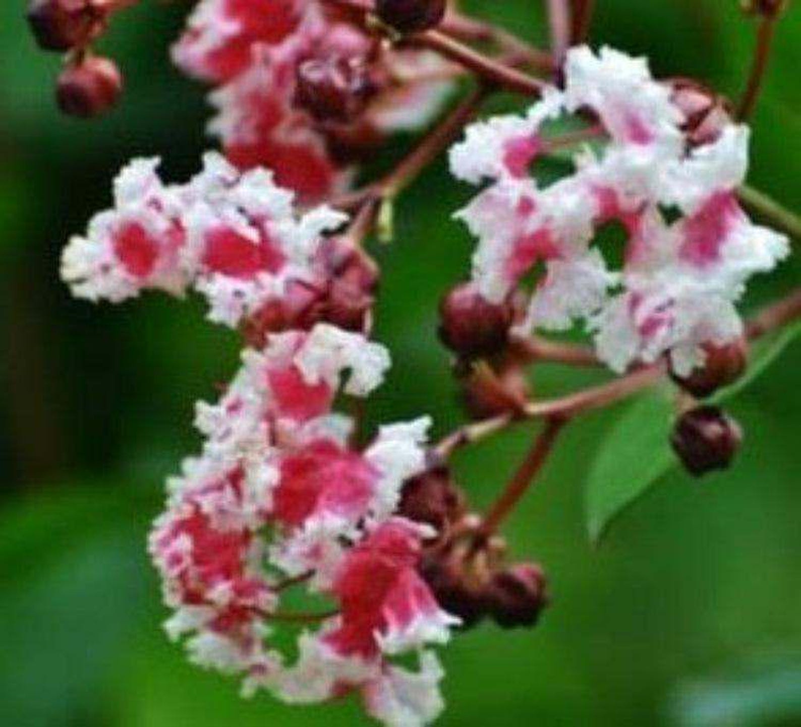 Queens Lace Crape Myrtle: Rare Beauty and Striking Red & White Colors ...