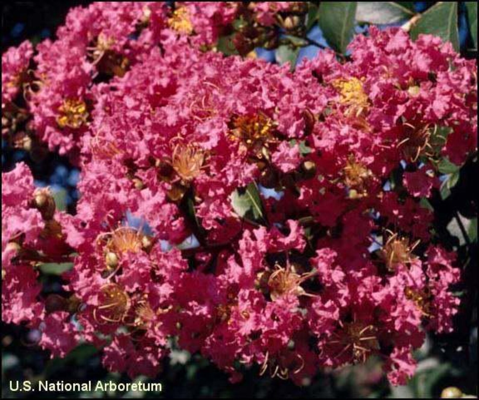 Comanche Crape Myrtle: Majestic Dark Coral Pink Blooms - Etsy