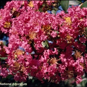 Comanche Crape Myrtle: Majestic Dark Coral Pink Blooms - Etsy