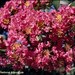 Comanche Crape Myrtle: Majestic Dark Coral Pink Blooms - Etsy