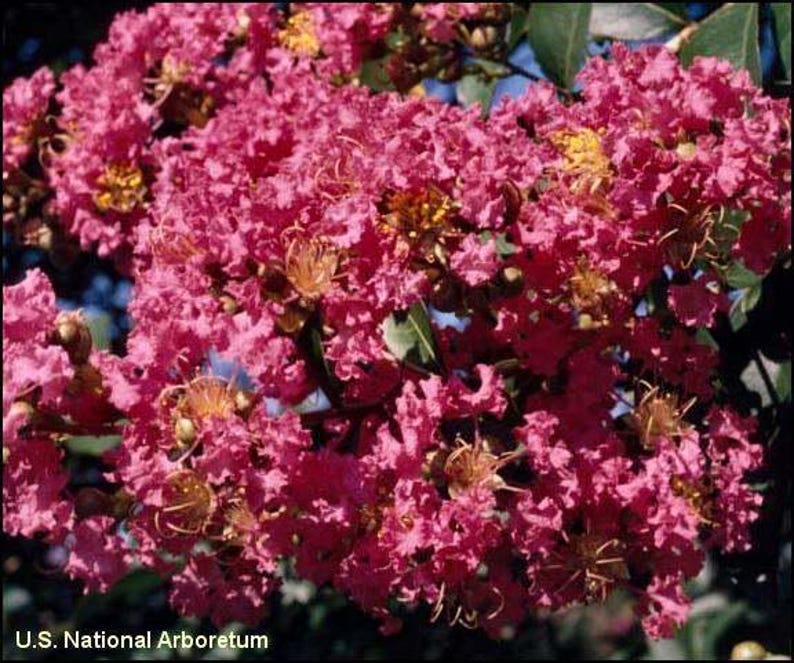 Comanche Crape Myrtle: Majestic Dark Coral Pink Blooms - Etsy