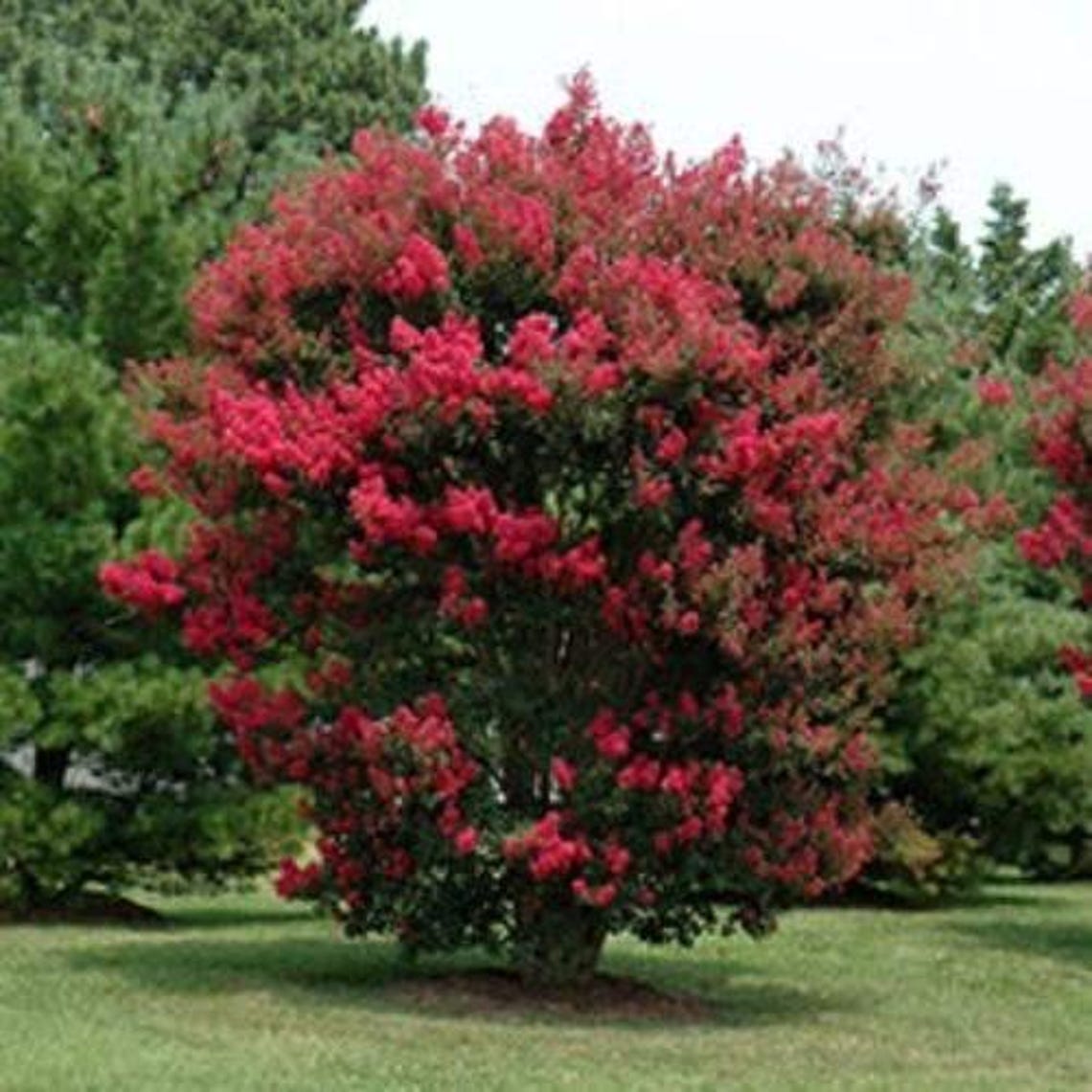 Arapahoe Crape Myrtle: Striking Wine-red Flowers With a Hint of Purple ...