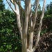 Royalty Crape Myrtle: Royal Purple Flowers in a Manageable Small Tree ...