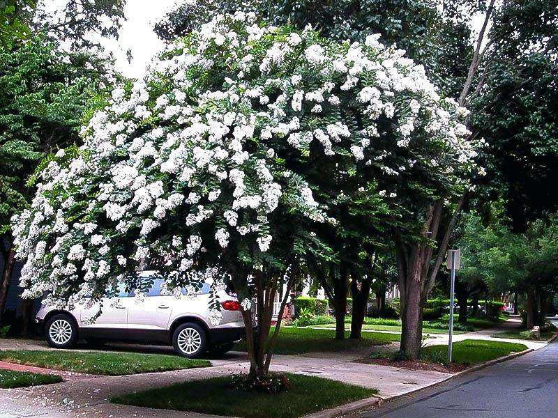Acoma Crape Myrtle: Elegant, Crisp Snow-white Weeping Beauty for Your ...