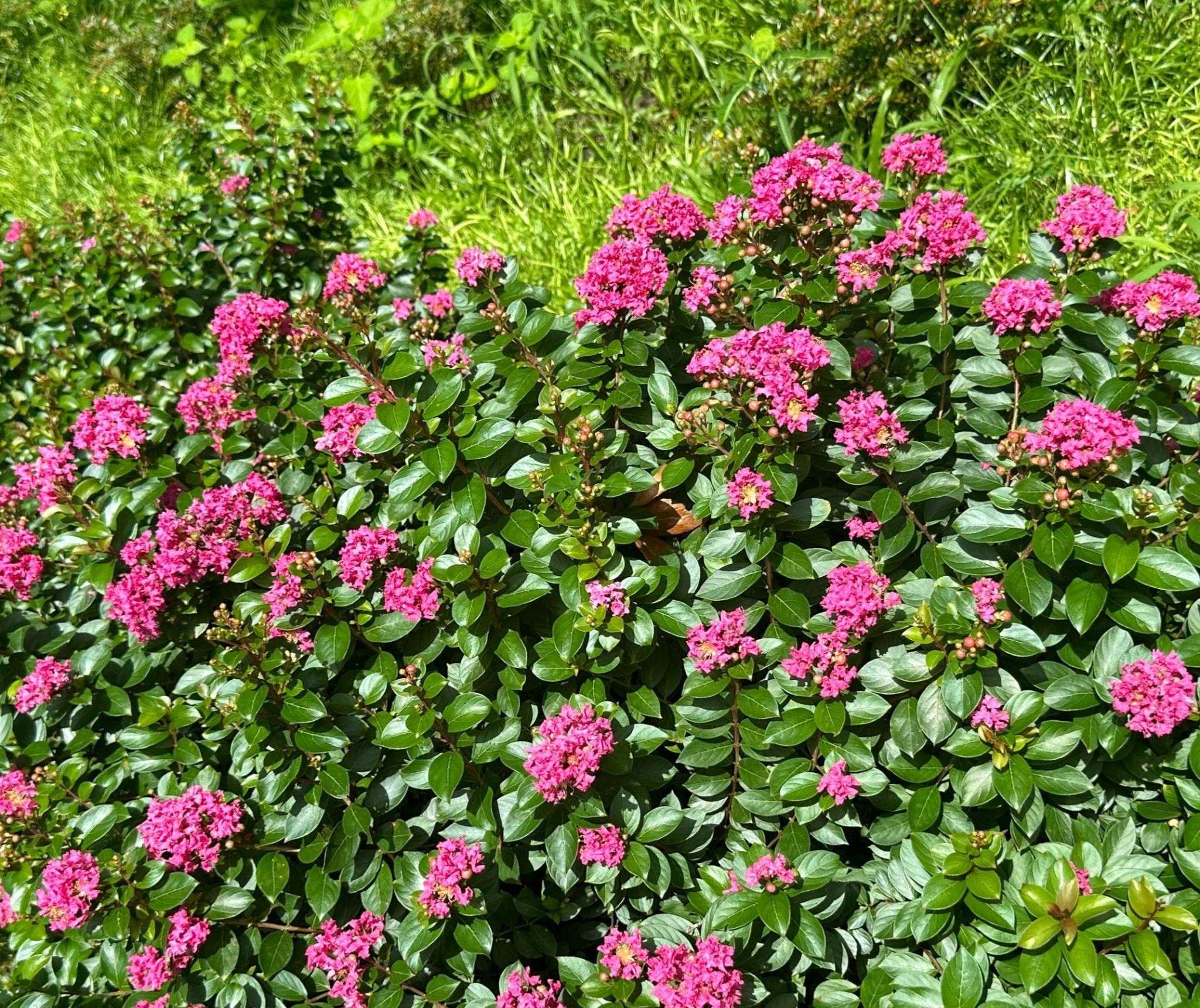 Pokomoke Crape Myrtle: A Bushy Miniature With Dark Rose Pink Flowers ...