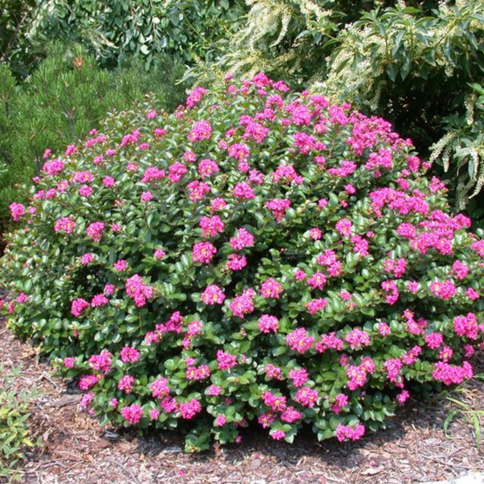 Pokomoke Crape Myrtle: A Bushy Miniature With Dark Rose Pink Flowers ...