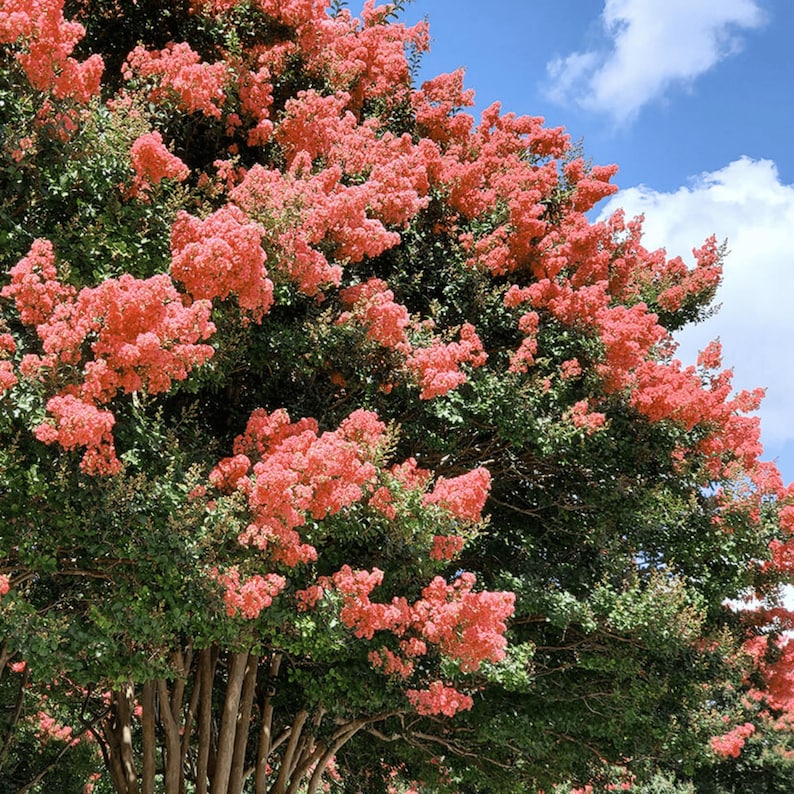 Miami Crape Myrtle: Vibrant Tropical Beauty and Fast-growing Shade - Etsy