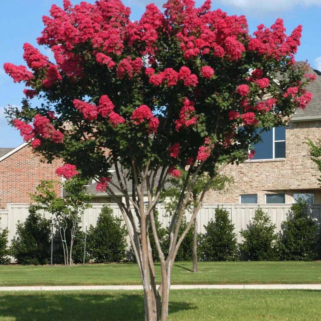 Centennial Spirit Crape Myrtle: Saturated Dark Watermelon Red Blooms - Etsy