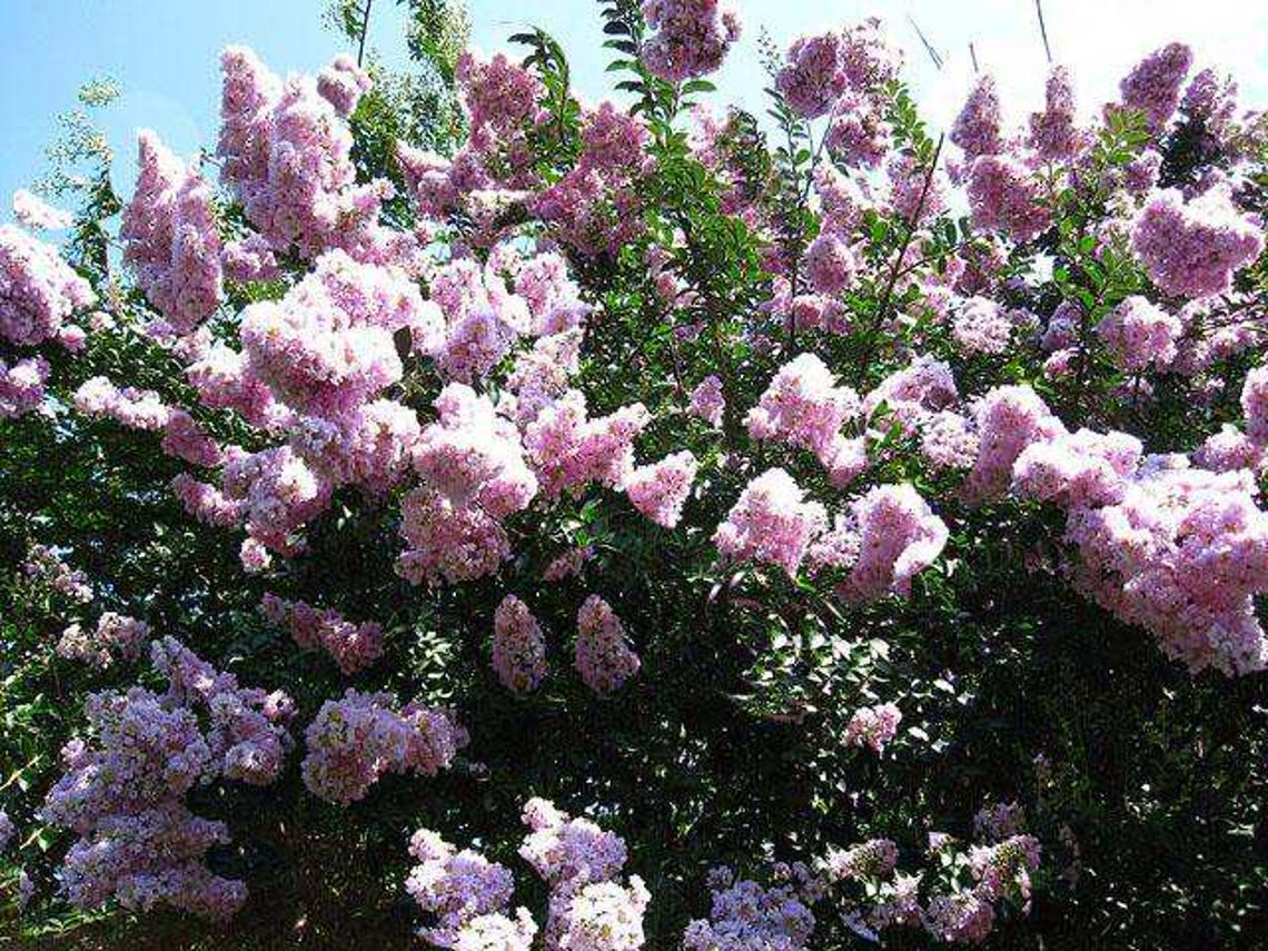 Yuma Crape Myrtle: Elegant Lavender-blue Blooms for Your Landscape - Etsy